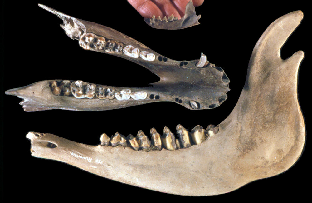 Rodent Rodent Jaw Bone Identification Rodent Rodent Jaw Bone Identification
